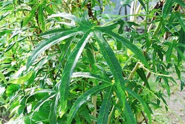 Fungsi dan Khasiat Daun Gedi Bagi Kesehatan - Jalur21