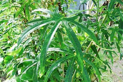 Fungsi dan Khasiat Daun Gedi Bagi Kesehatan - Jalur21