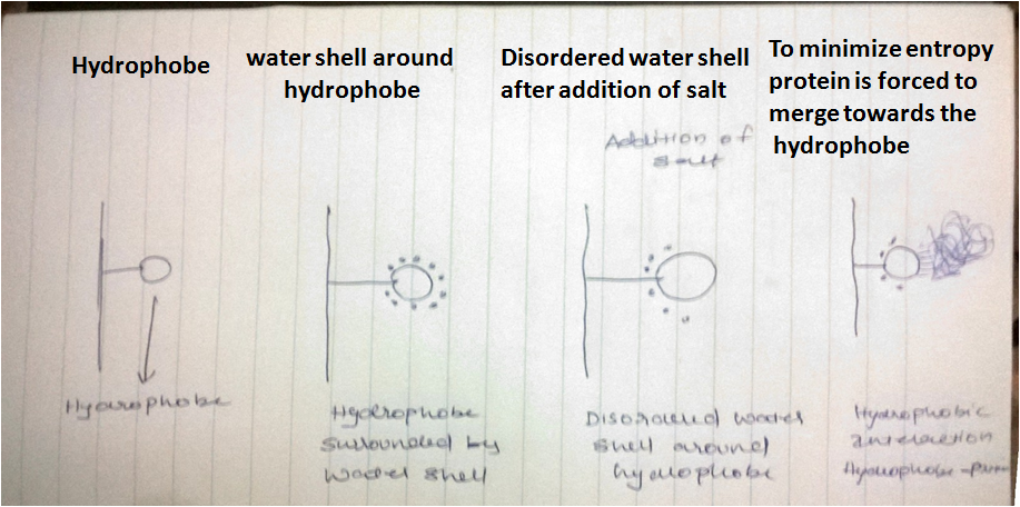 Hydrophobic Interaction