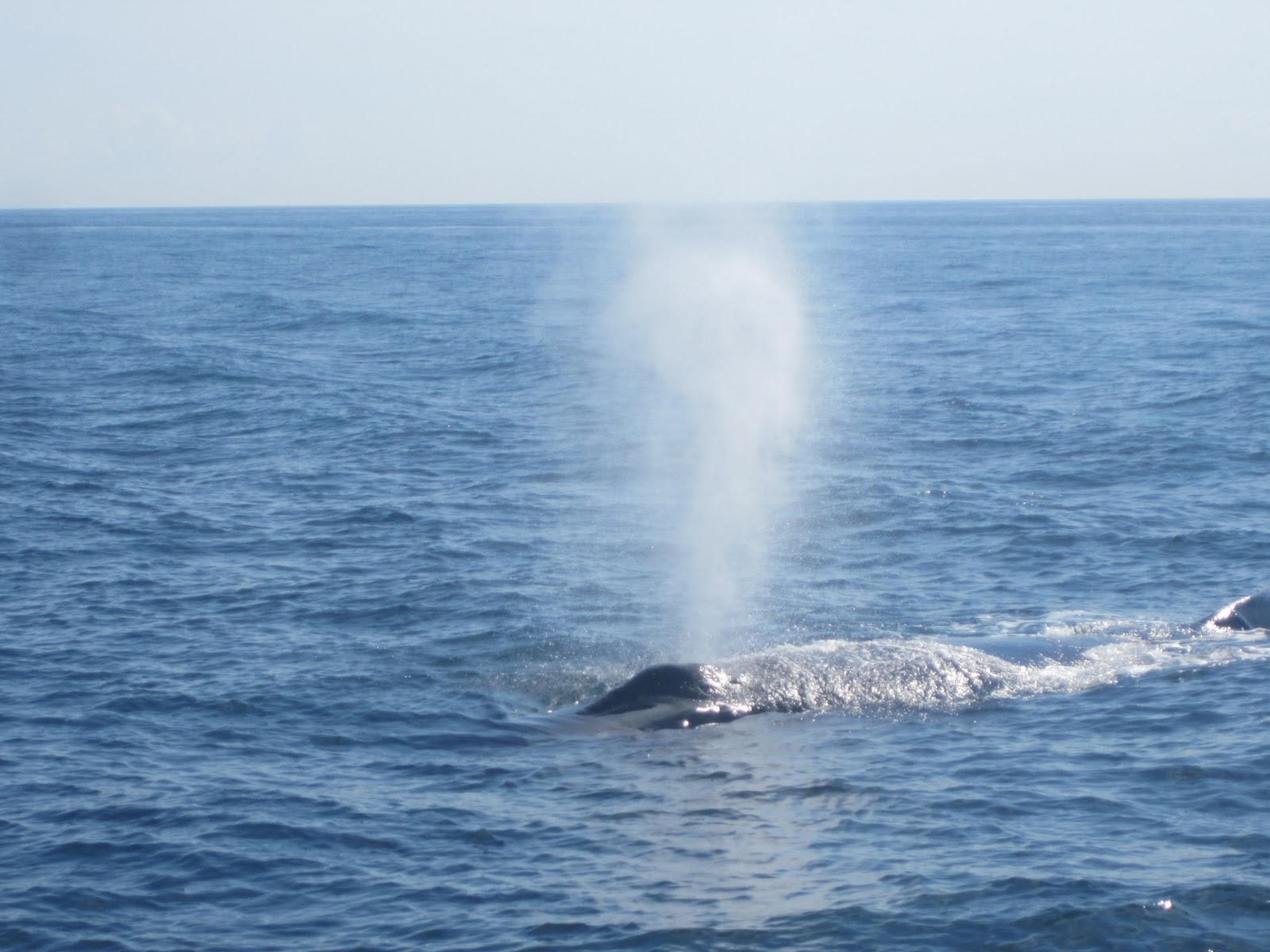 Una famiglia romana a Boston: Whales Watching ... ovvero "caccia" alla ...