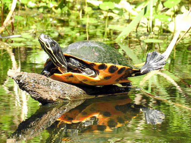 " Welcome to Lavender Dreams ": The Beauty of Florida Swamps