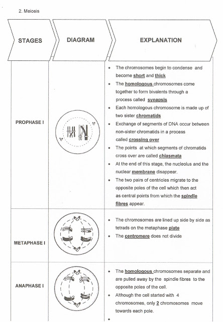 BIOLOGY: Form 4: Chapter 5 Module's answer