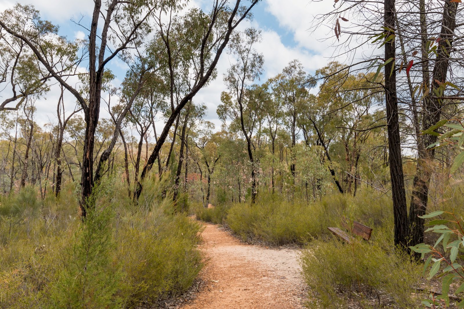 National Park Odyssey: Sculptures in the Scrub Walking Track ...