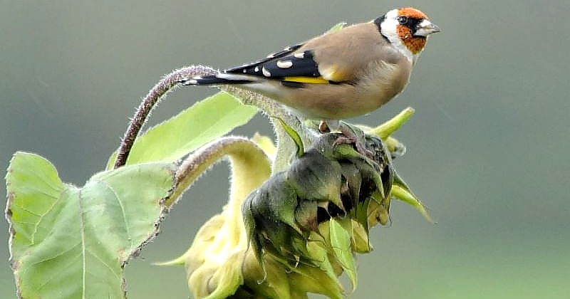 Sneuper: Distelvink.