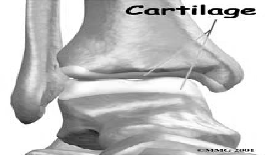 NOTA-NOTA PISMP PJ: Tulang rangka