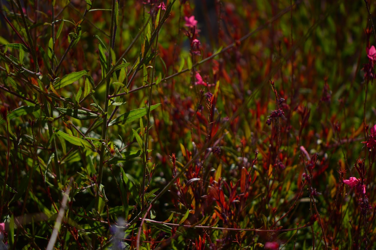 A Small, Sunny Garden: Gaura as a Foliage Plant