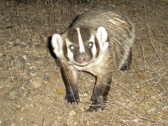 Camera Trap Codger: Striped-Face in a Bluffing Mood