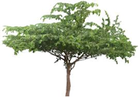 meilankiky: Kersen atau Talok (Muntingia Calabura L)