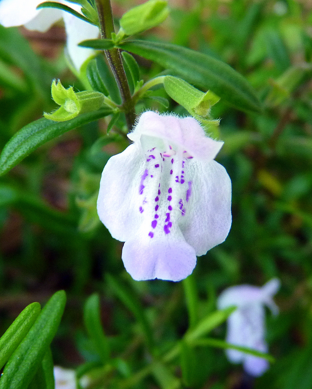 My Florida Backyard: Mint Condition