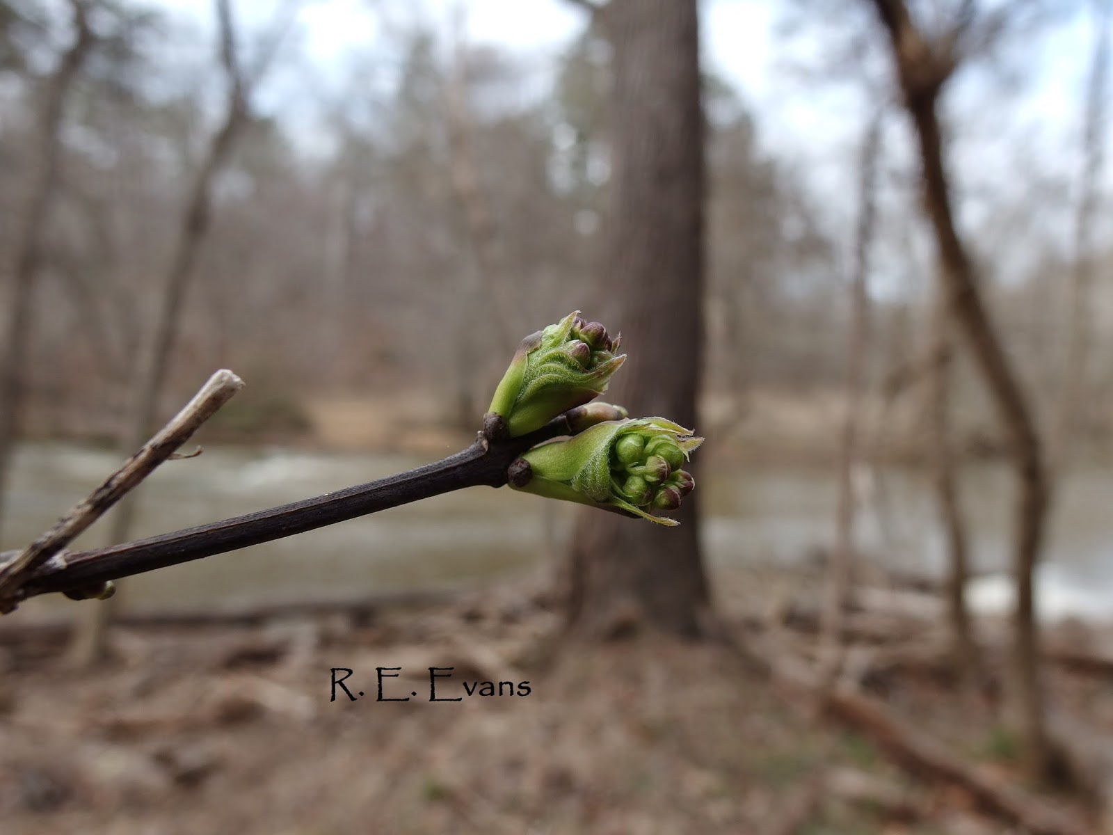 NC Plant Conservation & Beyond: American Bladdernut (Staphylea trifolia)