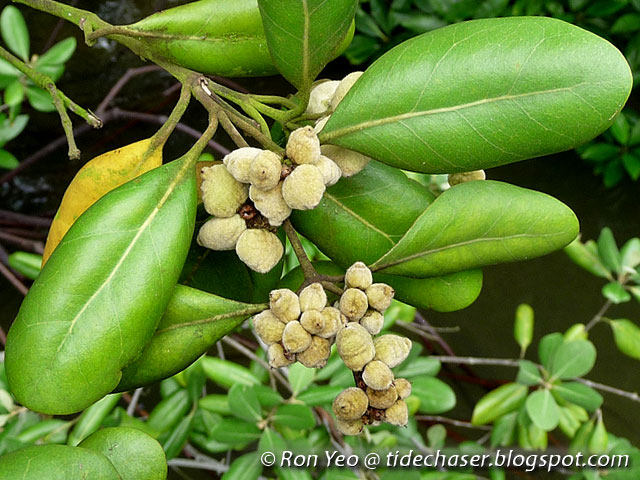 tHE tiDE cHAsER: Api-api Bulu (Avicennia rumphiana)