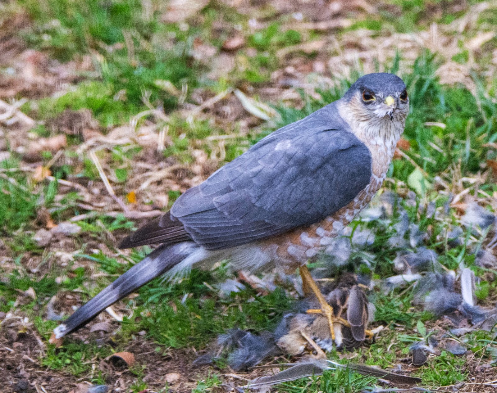 Birds of Raymondale, Falls Church, VA: Cooper's Hawk