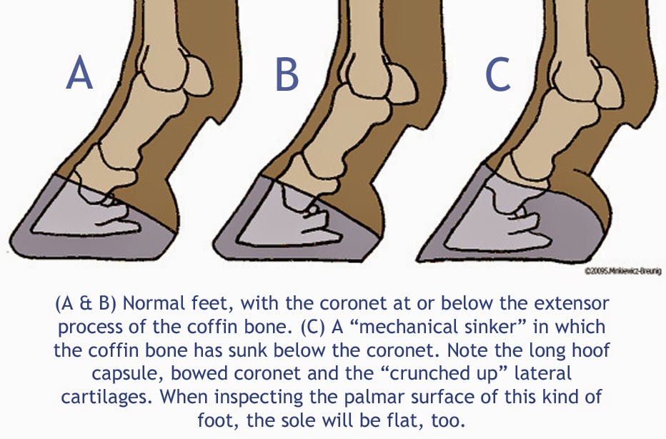 Musings at Minkiewicz Studios LLC: Steppin' Out: Hooves From An ...