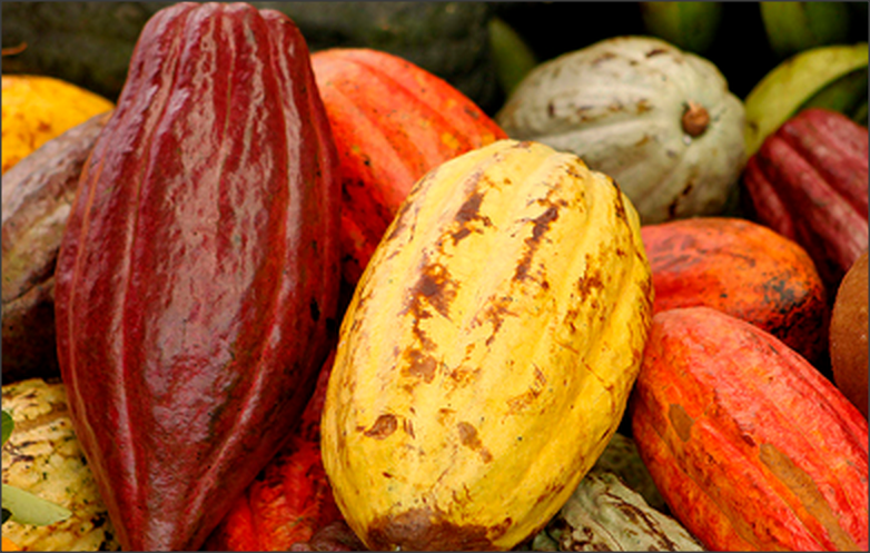 Fazenda Panorama: Cacaueiro - Classificação Botânica