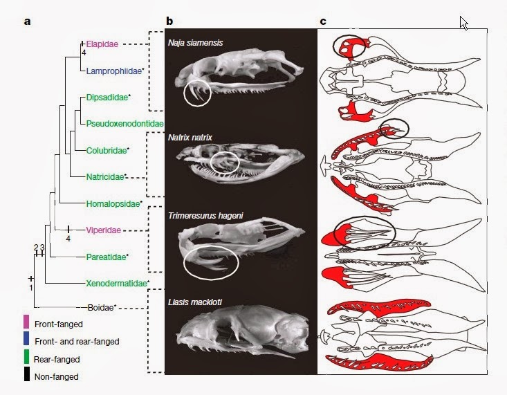 Biology of the Reptilia