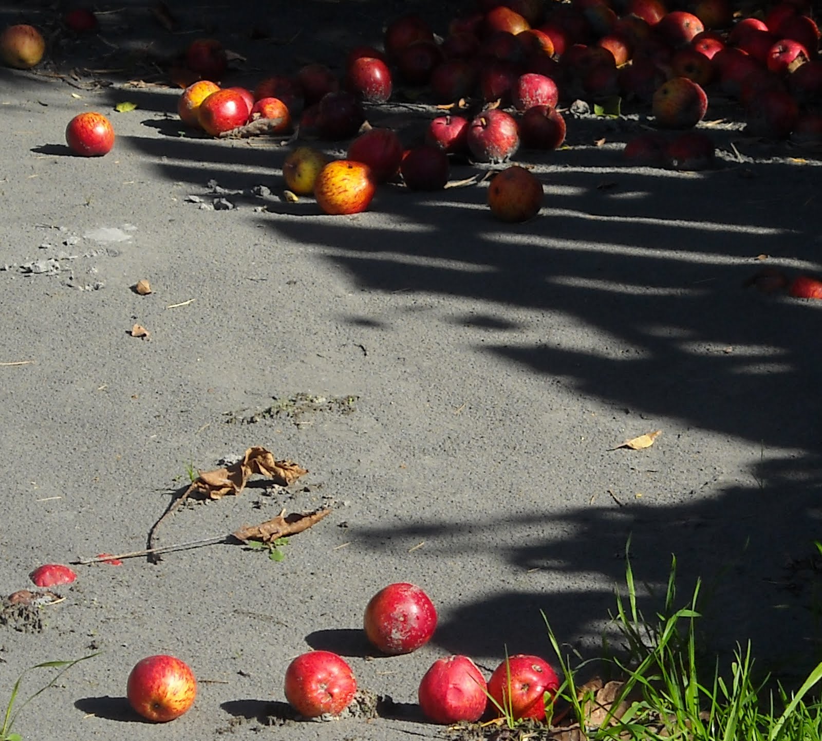 Woza Wanderer: Killer Quake. CONTAMINATED WATER. Avon River, Avonside ...