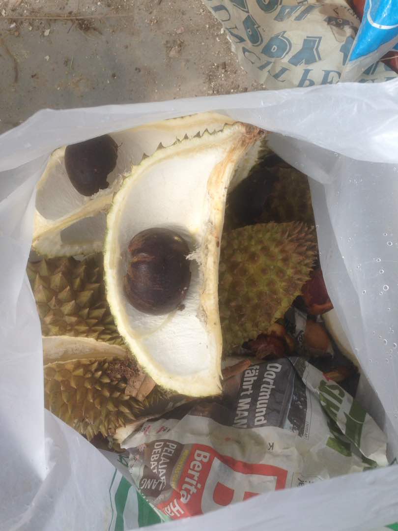 Jom Tanam Sayur ( JTS ) : Sisa Buah-Buahan Sebagai Bahan KomposJom ...