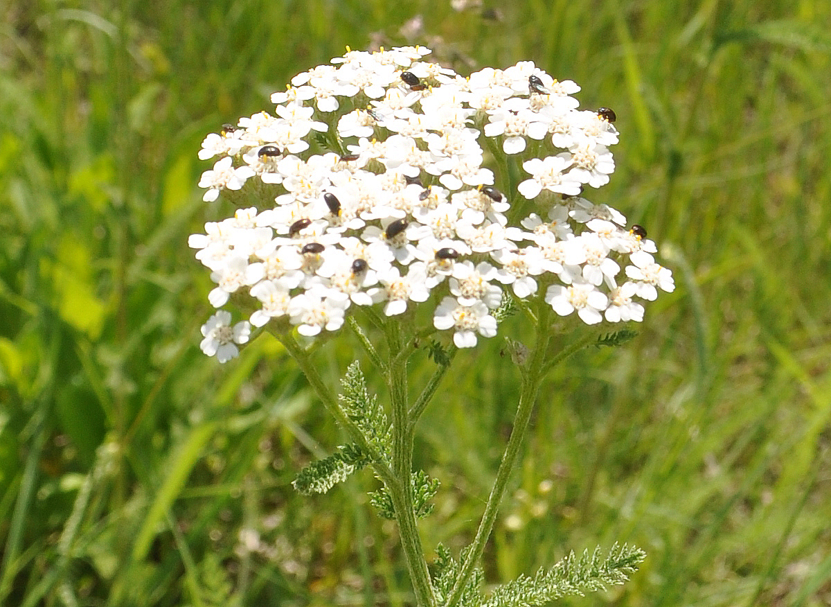 Explore Kansas: Western Yarrow