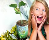 magic bean | magic beans - message bean plant