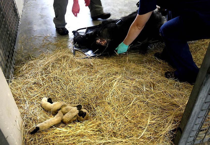 Laugh Gags: 73-year-old female chimp had surgery