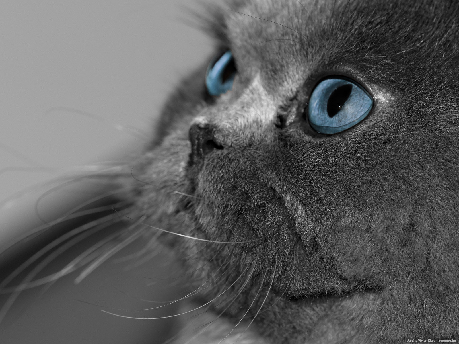 Posts à Beira Mar: Série animais: Gatos