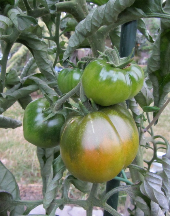 Pacific Northwest Gardener: Tomatoes Breaking Color and Ripening!