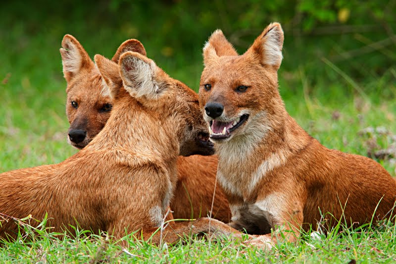 Dhole | Info and Photos | The Wildlife