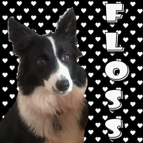 EVERYTHING you need to know about dogs: Border Collie GIFS