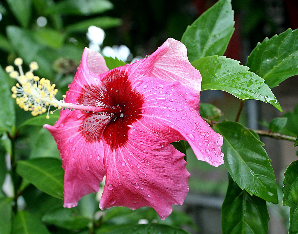 Flora & Fauna: Bunga Kembang Sepatu