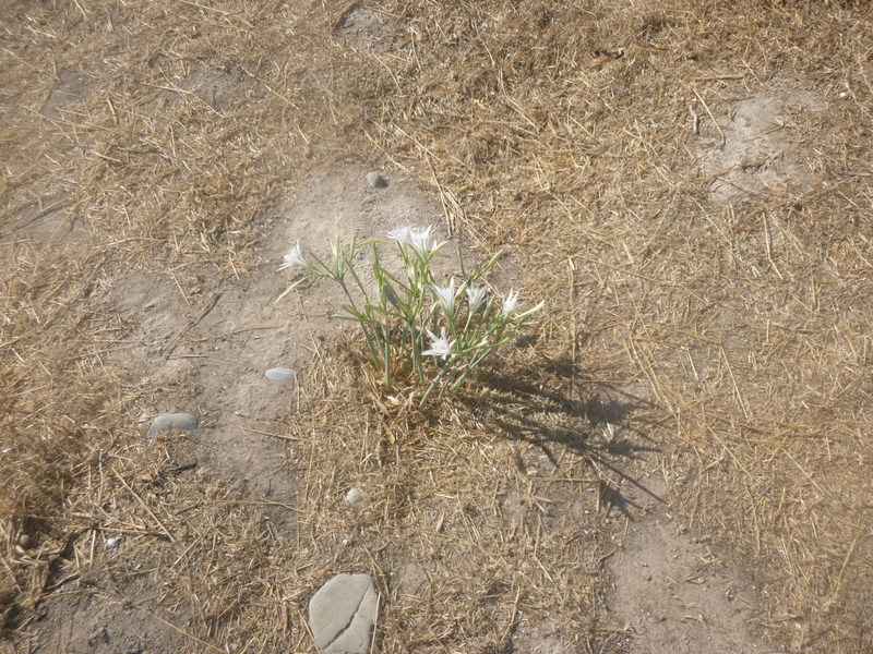 ΤΟ ΗΜΕΡΟΛΟΓΙΟ ΤΟΥ ΑΝΤΩΝΗ ΤΡΙΦΥΛΛΗ : ΤΑ ΠΡΩΤΑ ΚΡΙΝΑΚΙΑ ΤΗΣ ΘΑΛΑΣΣΑΣ