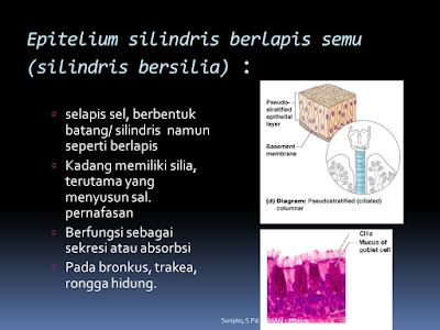 Epitel Silindris (Jaringan Epitel) Dan Jenisnya - Biologisites