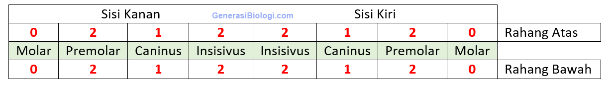 Struktur, Anatomi, Fungsi dan Rumus Gigi Manusia - Biologizone