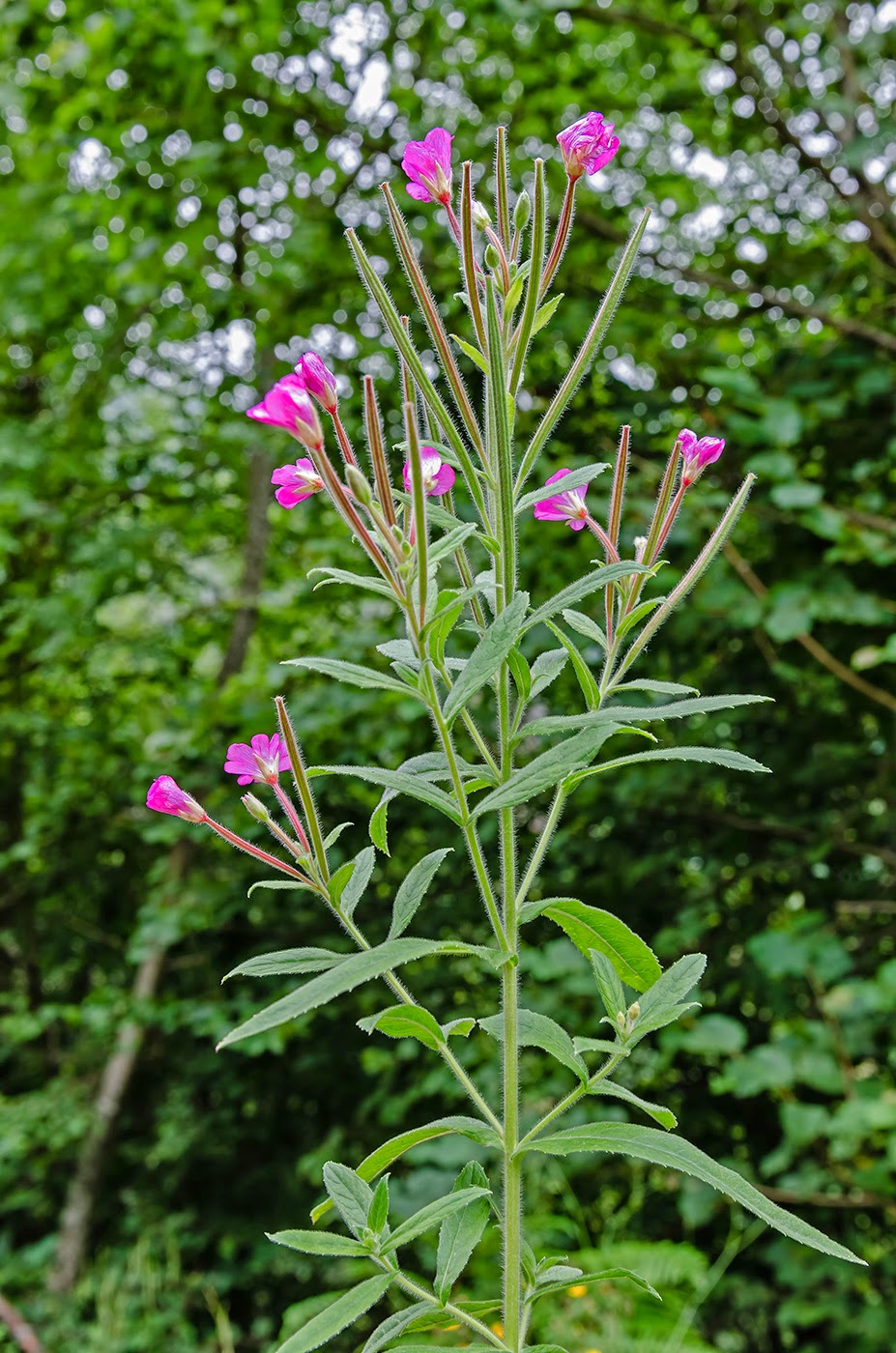 Flores y Paisajes de Asturias : Epilobium hirsutum