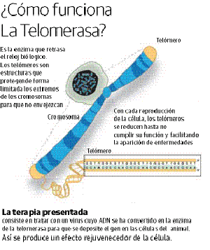 ASOCIACION ECOLOGISTA RIO MOCORETA: TELOMERASA detiene el envejecimiento
