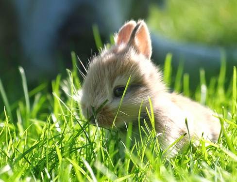 Crow's Feet: Rabbit Rabbit Rabbit for July