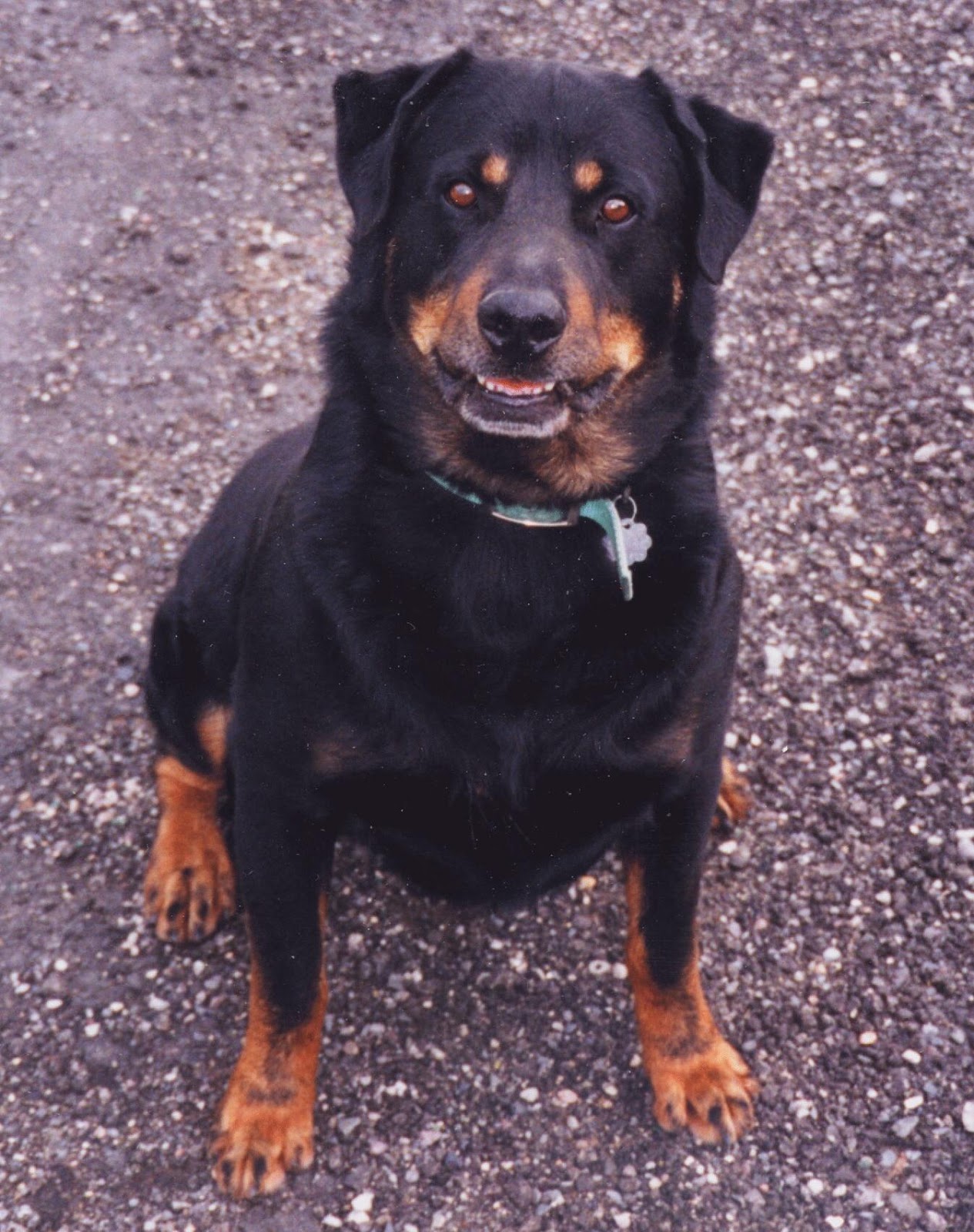 The Beautiful Bond: Devious Dogs