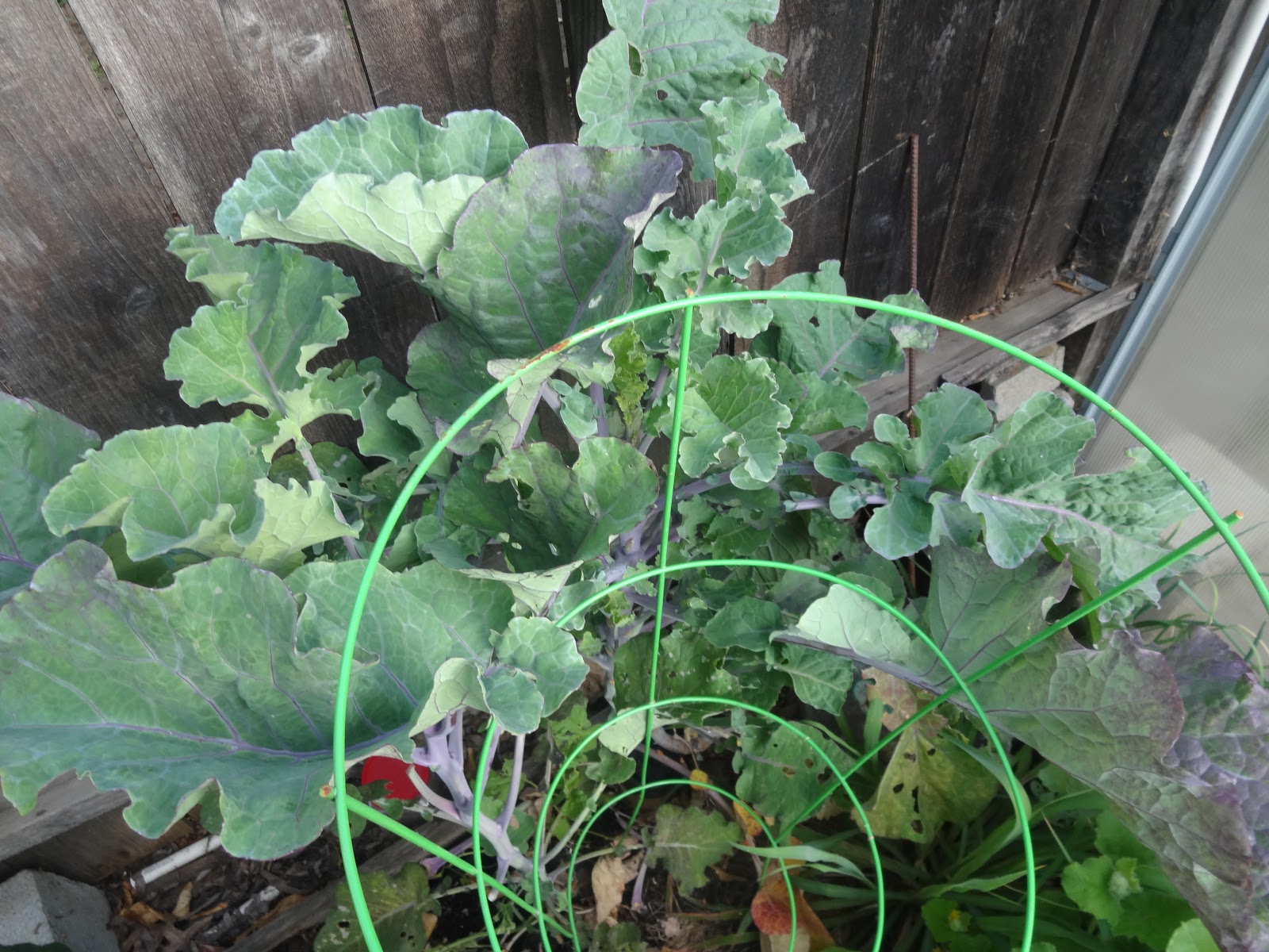 The Scientific Gardener: 2017