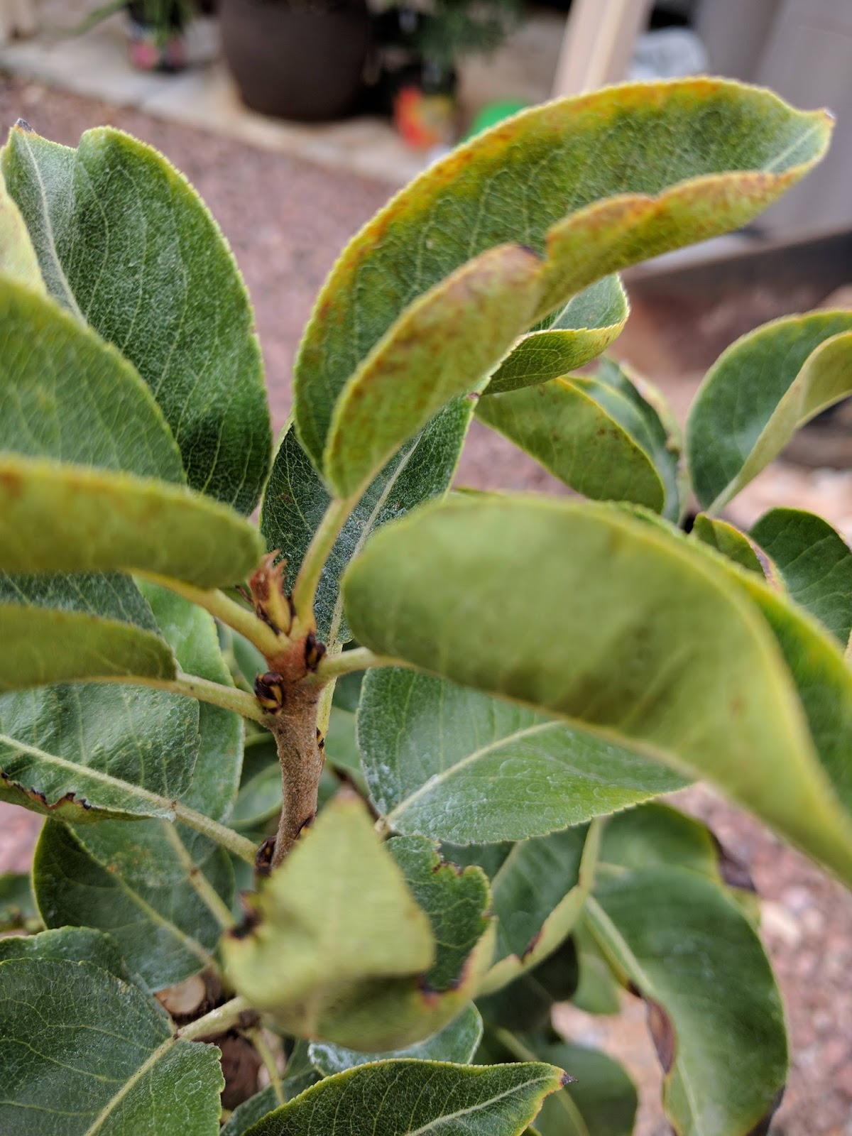 Xtremehorticulture of the Desert: Leaf Edges Browning on Pear