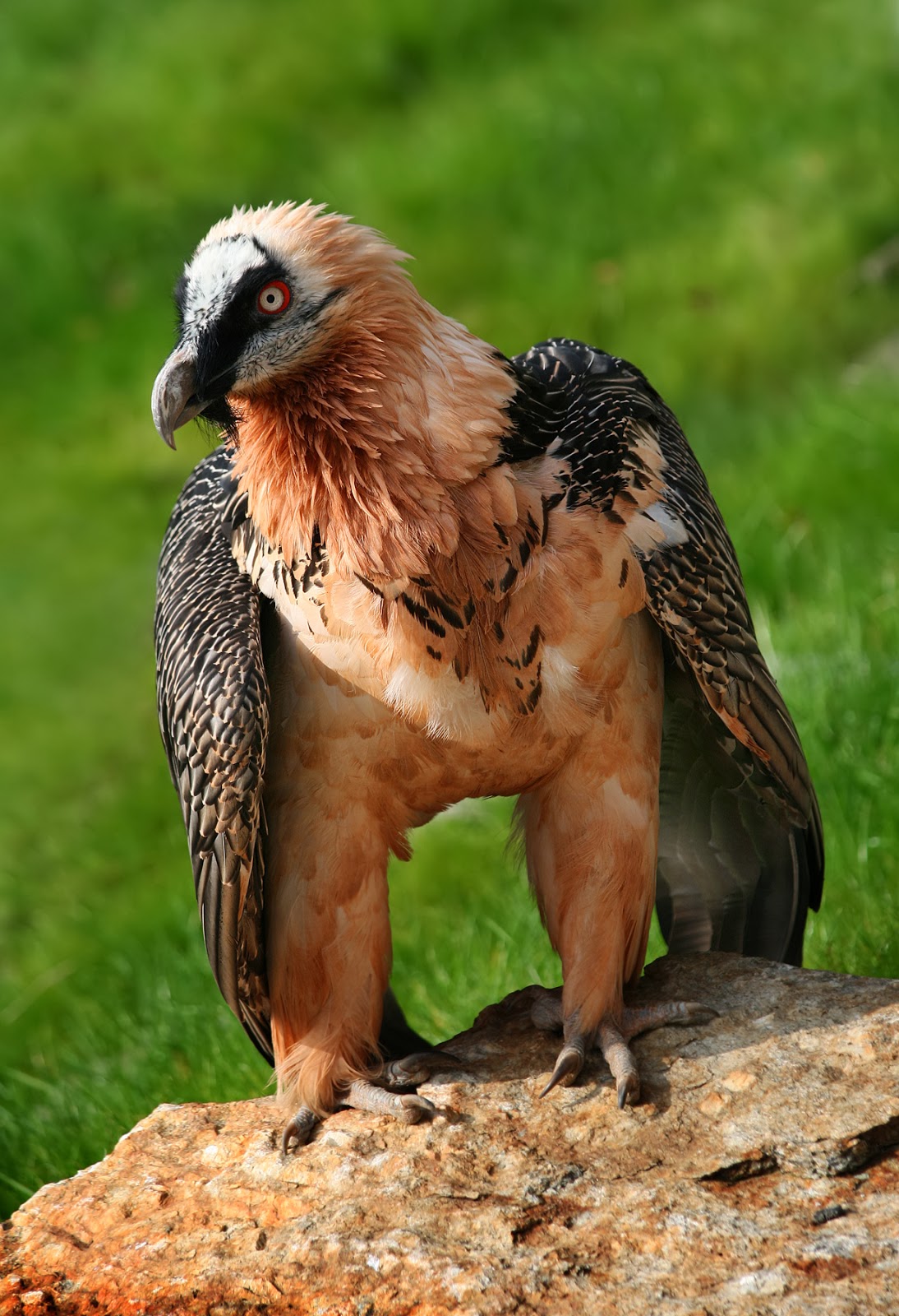 zooanimal: Aigle barbu.