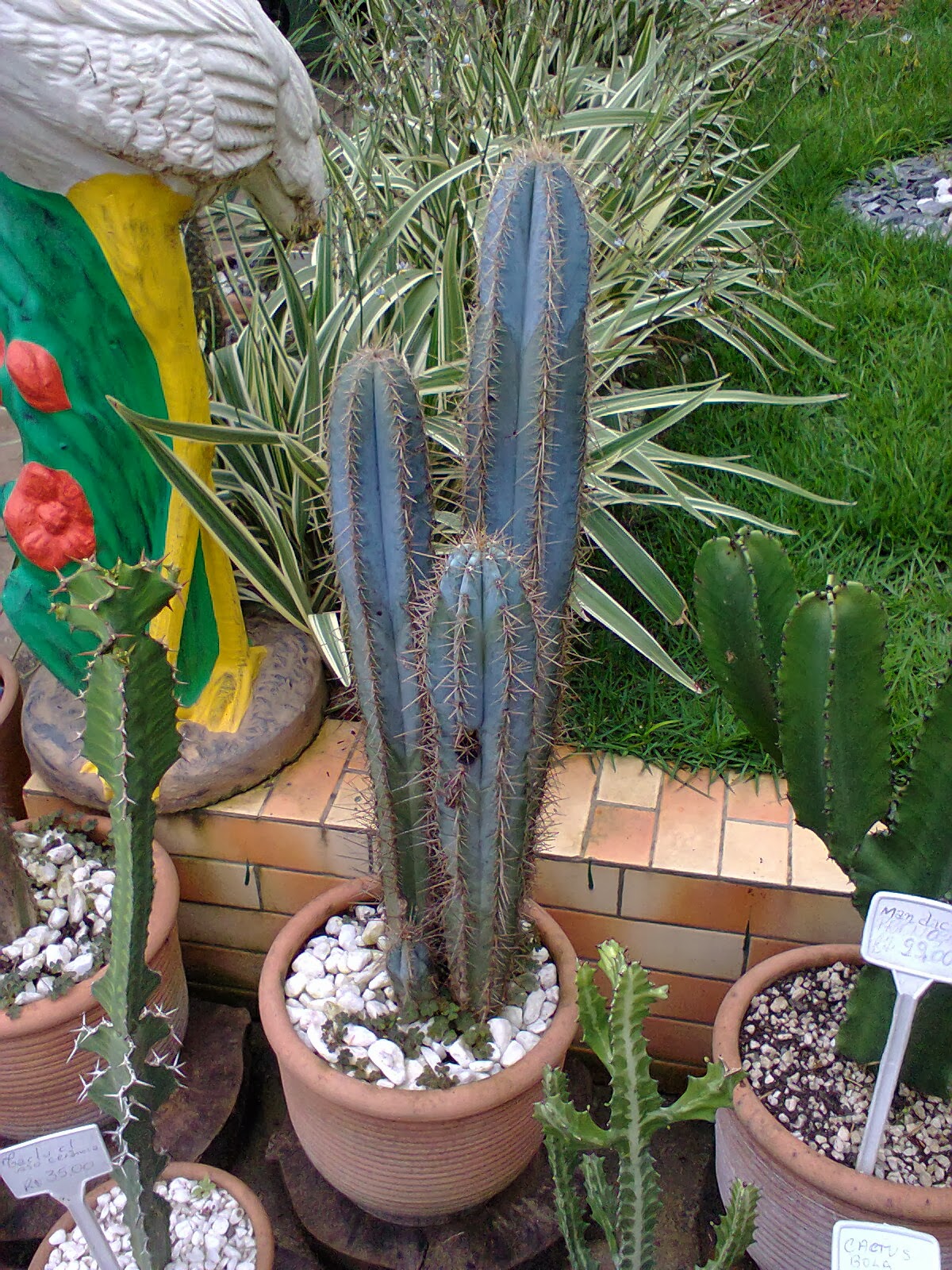 Flora da Caatinga: Mandacaru (Cereus jamacaru DC.)
