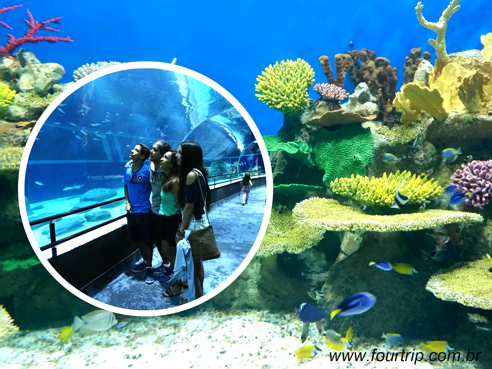 Aquário marinho do Rio de Janeiro, AquaRio | Fourtrip