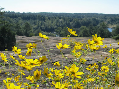 Georgia Girl With An English Heart: Arabia Mountain/September- Yellow ...