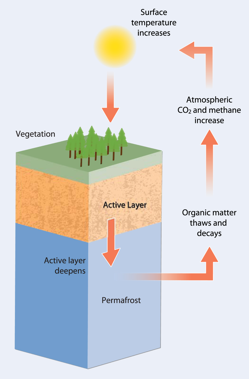 Permafrost - a game changer in the carbon cycle?