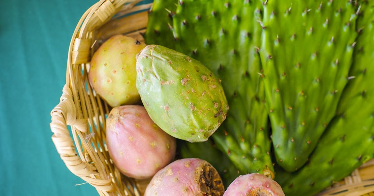 Crean en México un plástico biodegradable a base de jugo de nopal