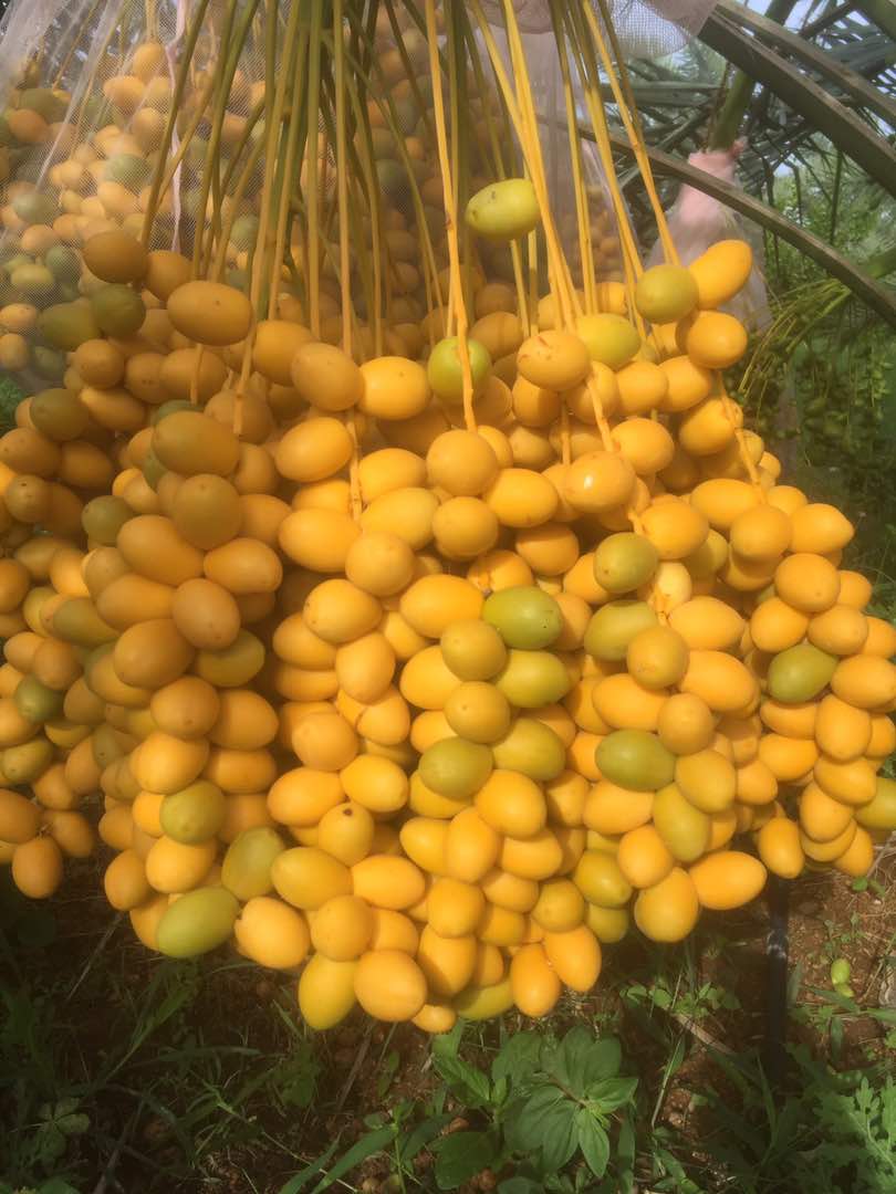 Sri Sai Dates - Barhi (Barhee) Dates