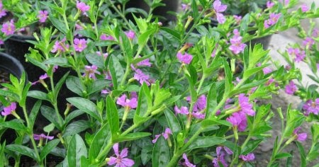 Pohon Taiwan Beauty Putih & Ungu | Tanaman Hias | Tukang Taman Murah ...