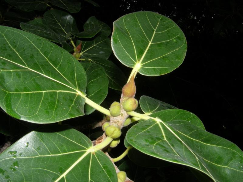 Trees Planet: Ficus benghalensis - Banyan Tree