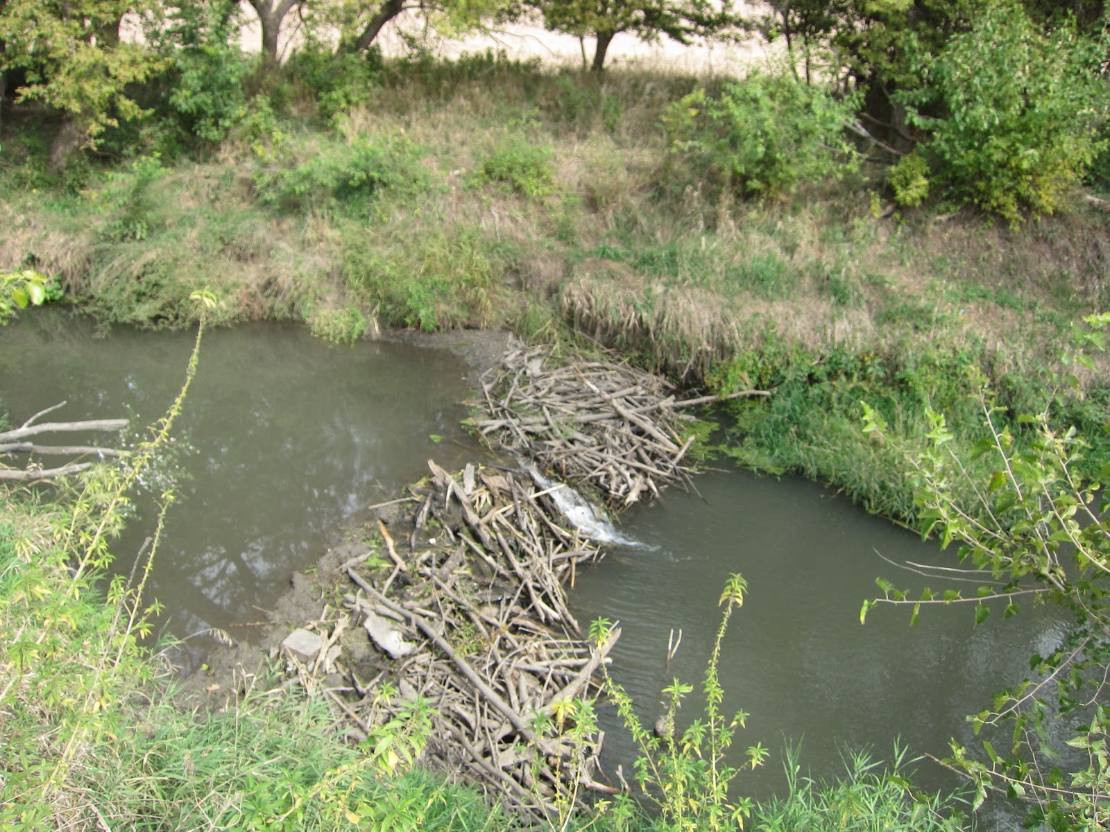 Sunset, Moonrise, and Beaver Dams - MoonRise Gallery