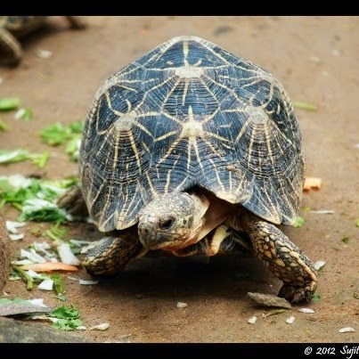 Indian Bandicoot (Bandicota Indica Indica)