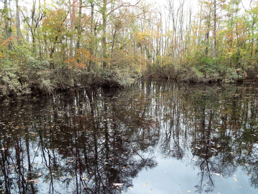 Northeastern North Carolina Stories